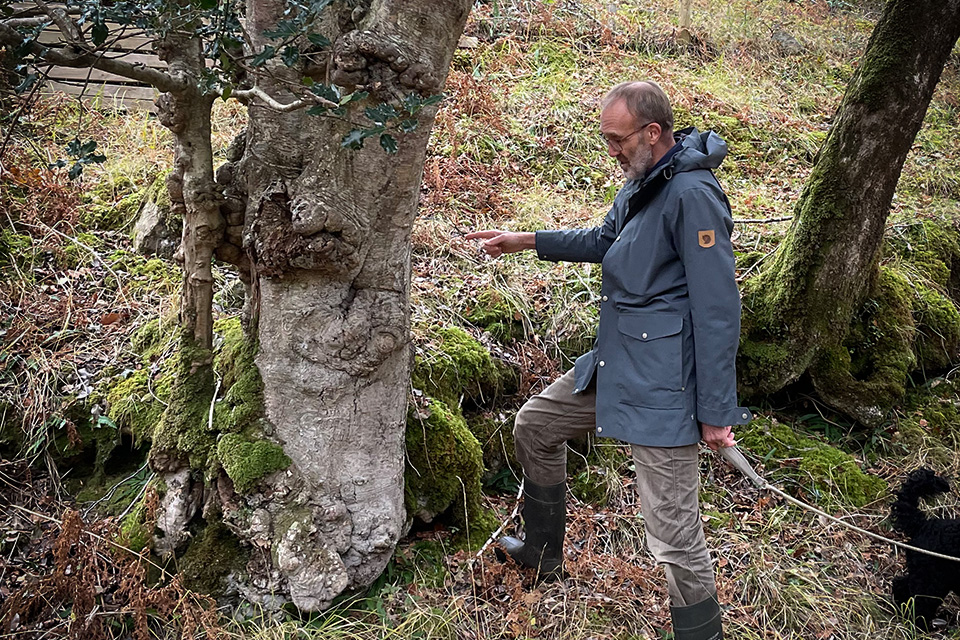Ancient Holly tree in Scottish temperate rain forest on Mull - Waikereru