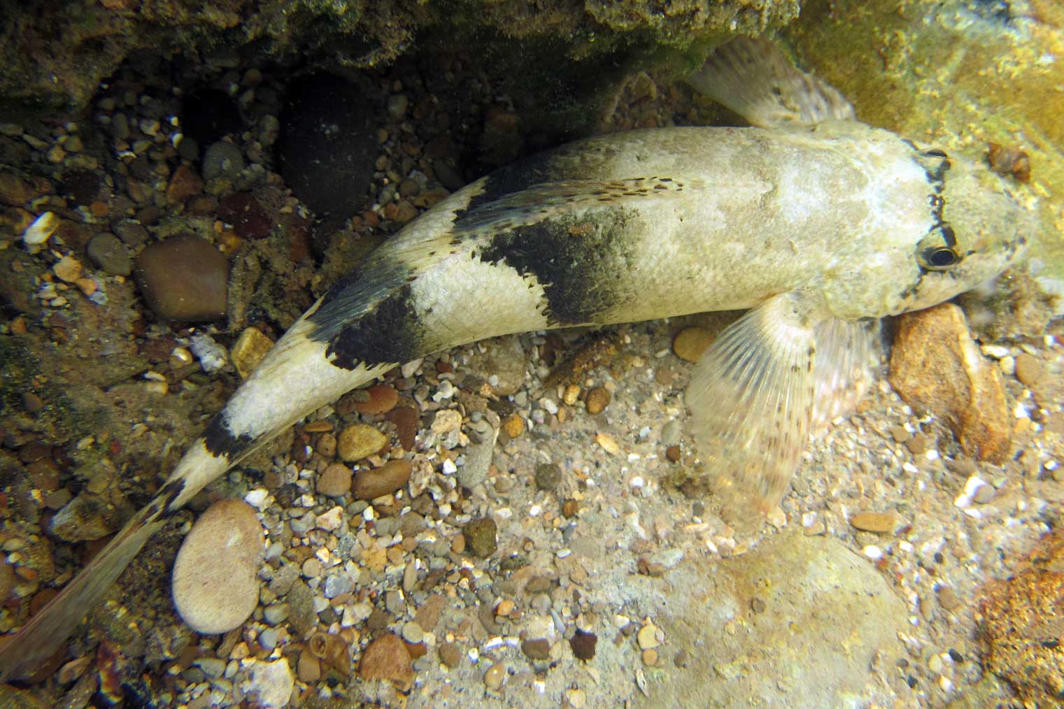 Torrent Fish in Waimatā River - Waikereru